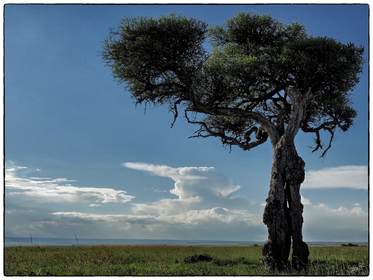 Balanites Tree – Sun Downer Blogs