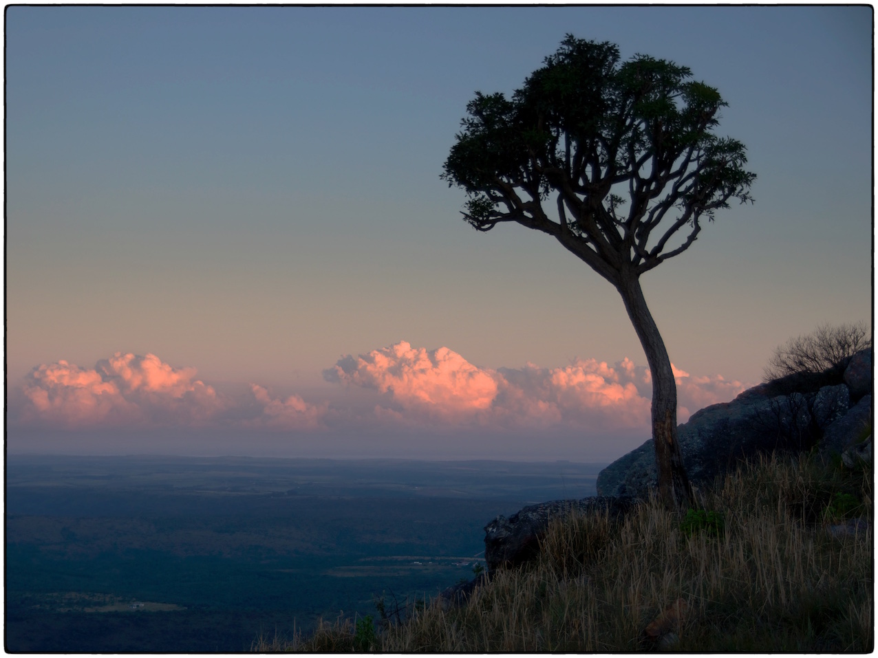 Cabbage Tree – Sun Downer Blogs